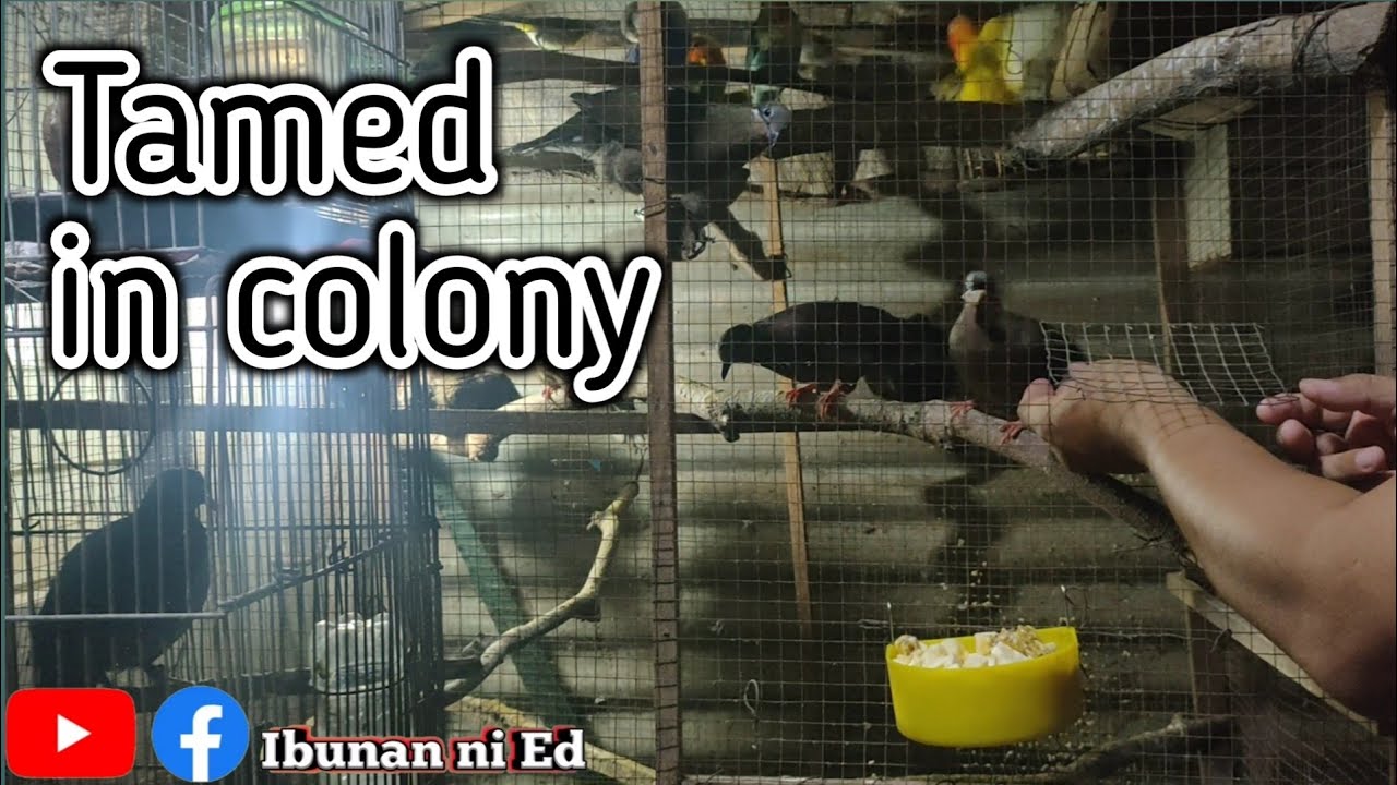 FEEDING MY COLONY #alimukon #whiteearedbrowndove #dove - YouTube