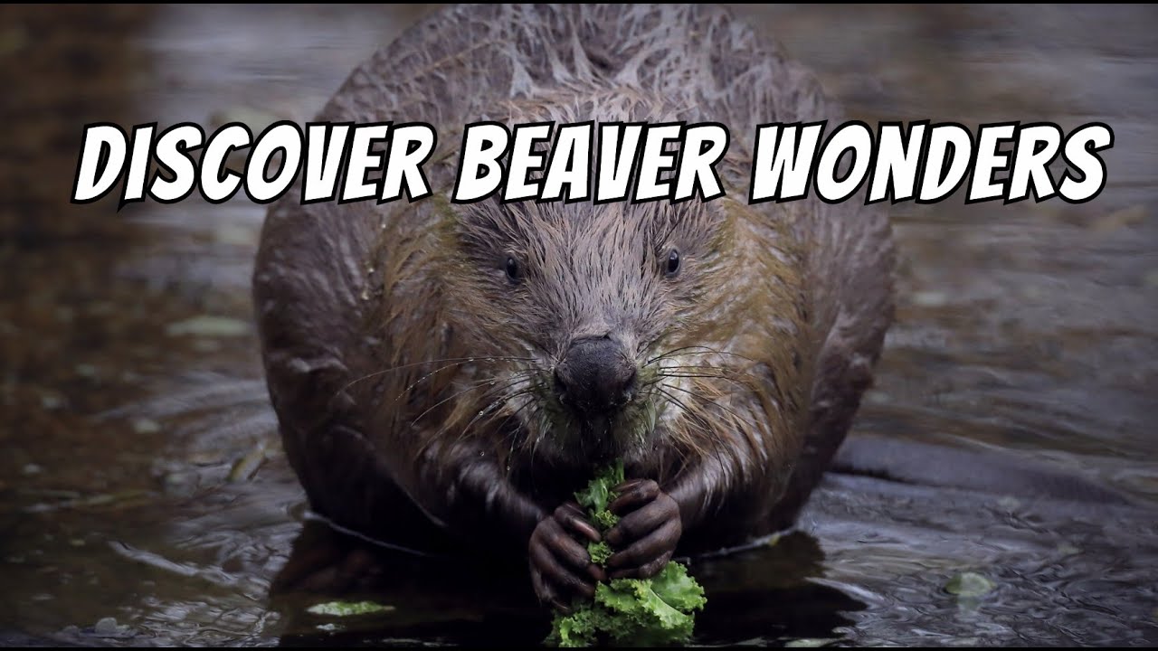 Amazing Beaver Facts, Nature’s Incredible Builders! #beavers # ...