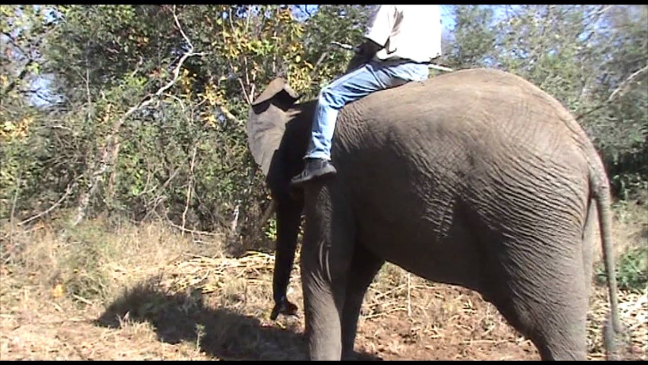 Elephant Riding in South Africa 2009 - YouTube