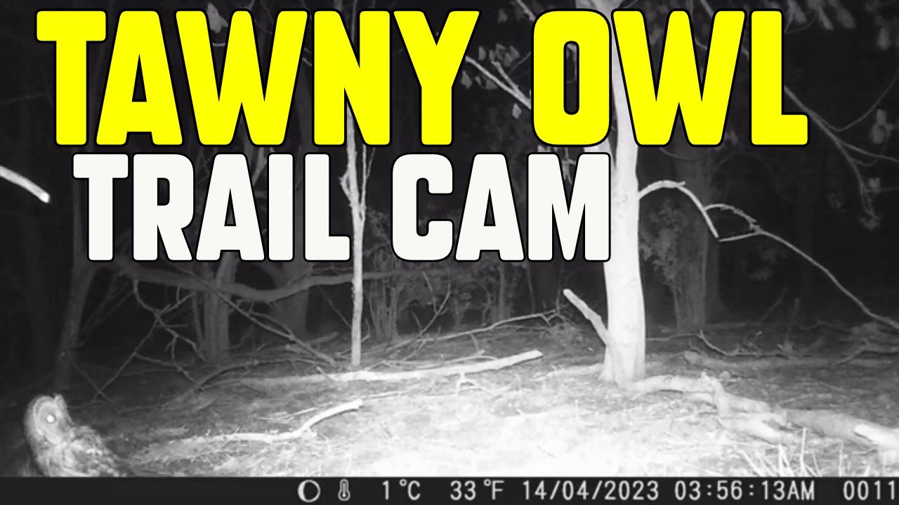 Tawny Owl Caught On Trail Camera - YouTube