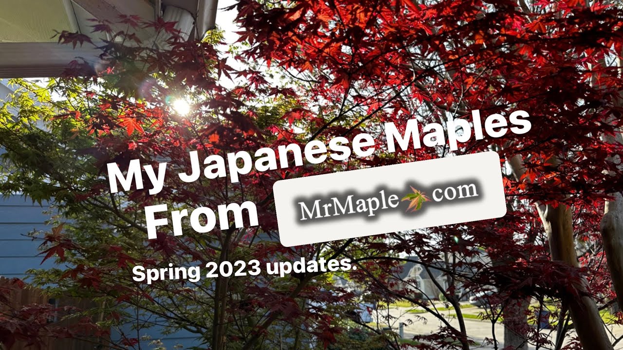 My Japanese Maples from Mr Maple - Spring 2023 Updates #mrmaple # ...