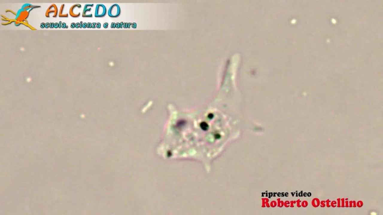 Dancing Amoebas - Amebe danzanti - YouTube