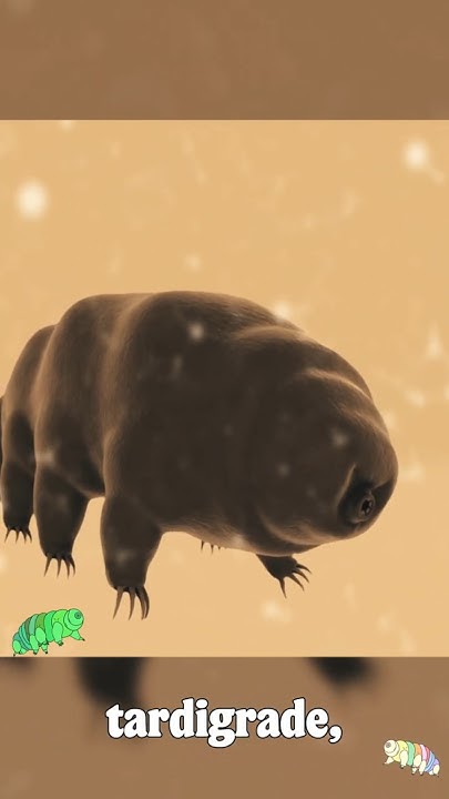 The Toughest Animal on Earth? The Tardigrade - YouTube