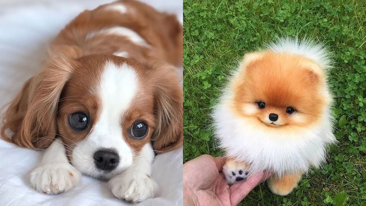 Baby Dogs - Cute and Funny Dog Videos Compilation #1 | Petgulugulu ...