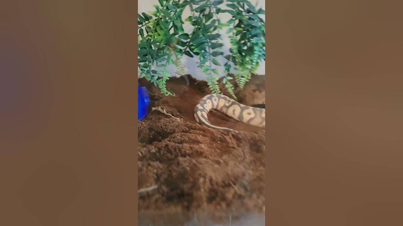 New ball python cage setup - YouTube