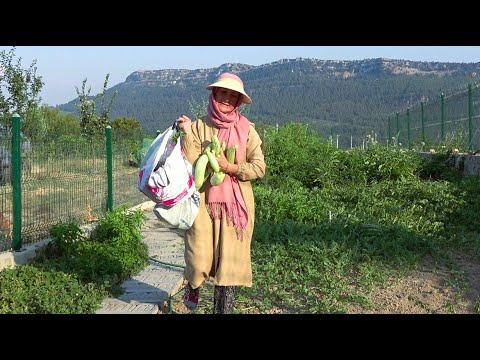 UMREYE GİDİŞ TARİHİ BELLİ OLDU...BAHÇEDEN SEBZELERİ TOPLADIM
