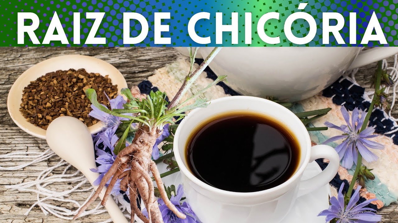 RAIZ DE CHICÓRIA, Você conhece os BENEFÍCIOS e usos dessa raiz? - YouTube
