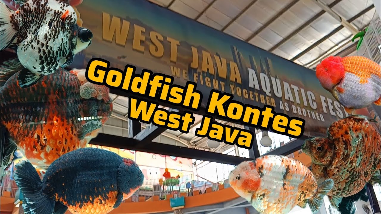 Ikan Mas Koki Kualitas Kontest | Goldfish Contest West Java Aquatic ...