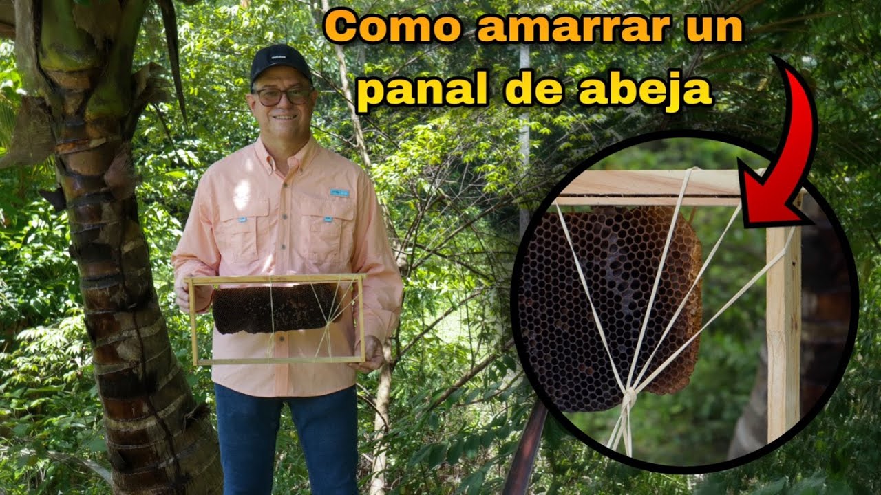Como sujetar un panal de abejas en un cuadro 🐝 - YouTube