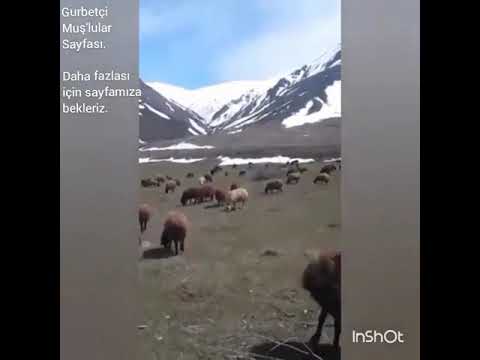 İnstagram icin 1 dakikalik video