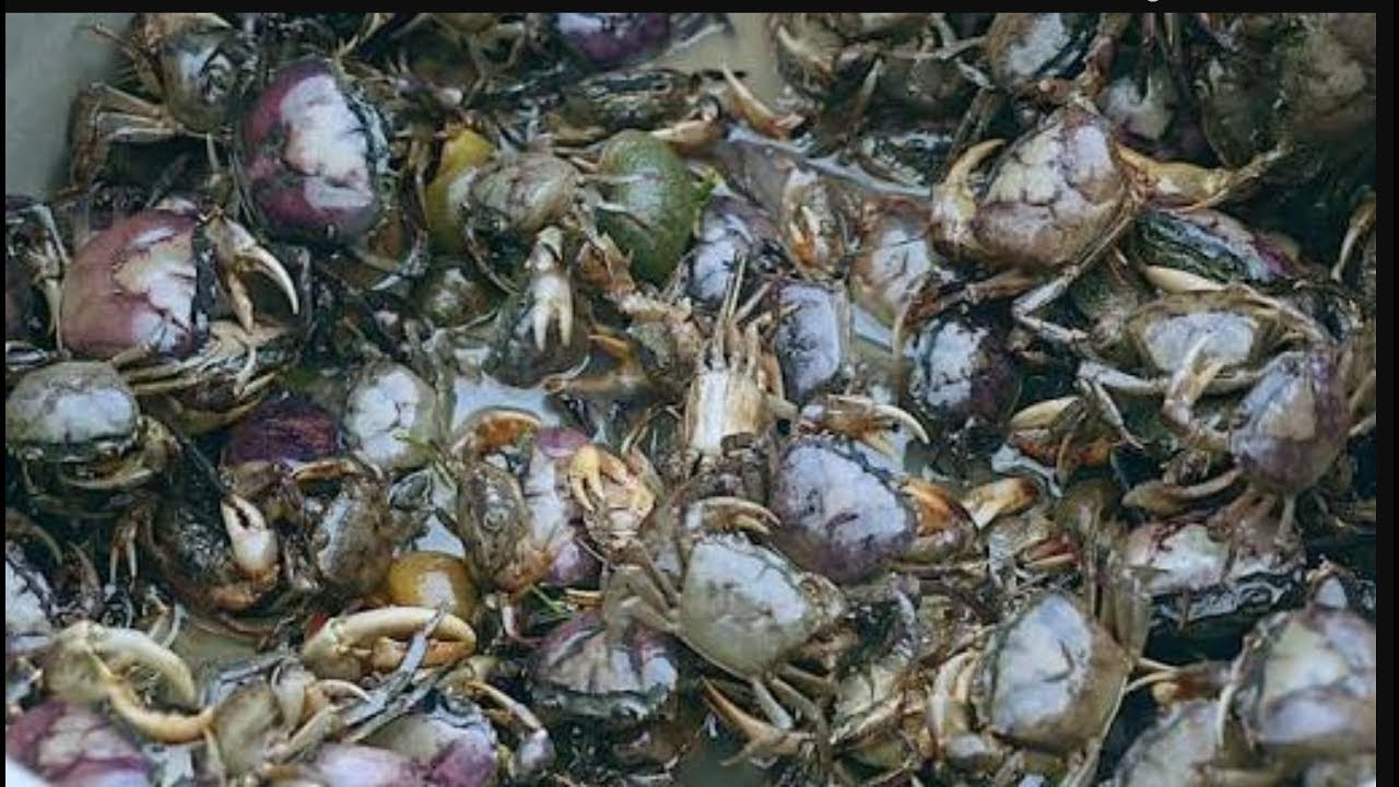 Catching the crabs - Easy technique 🦀 🦀🦀 - YouTube