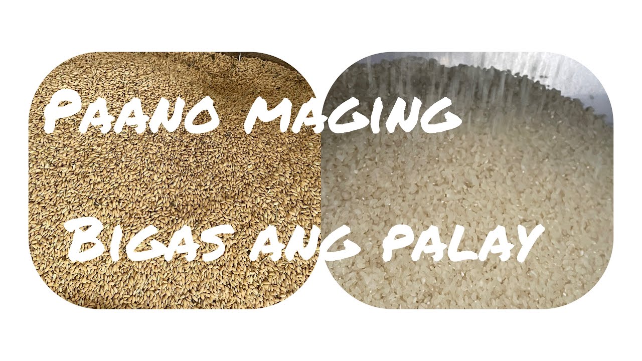 FRESH HARVEST FROM MY FARM PAANO MAGING BIGAS ANG PALAY - YouTube