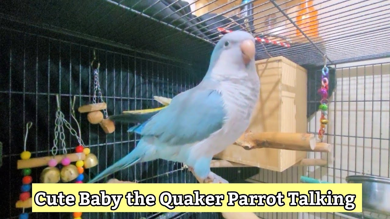Monk parakeet talking | Quaker Parrot Talking and whistling - YouTube