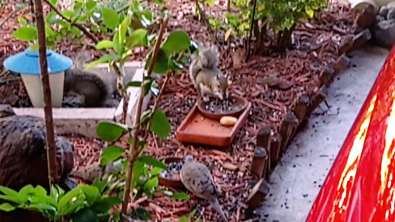 Tuesday's Squirrels doings - YouTube