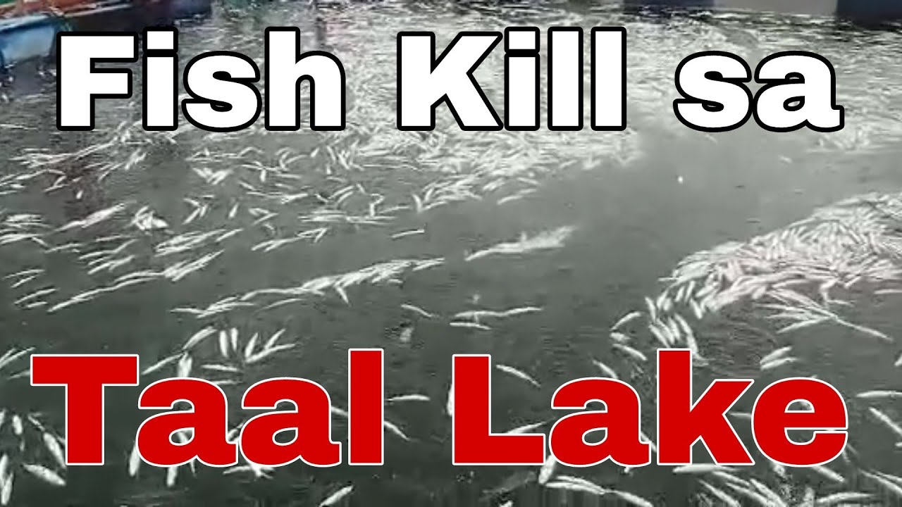 May Fish Kill sa Taal Lake? Latest Taal Volcano Advisory Today! - YouTube
