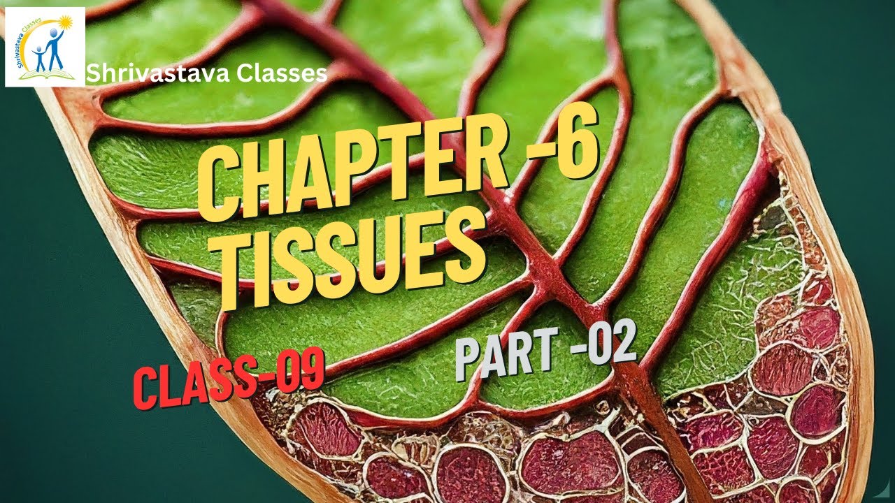 Tissues | Plant Tissue, Permanent Tissue & Types | Chapter 6 | Class 9 ...