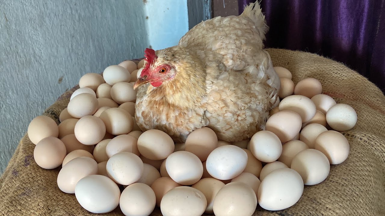 Beautiful Young Hen Hatching Too many Eggs On Water Drum || Hen ...