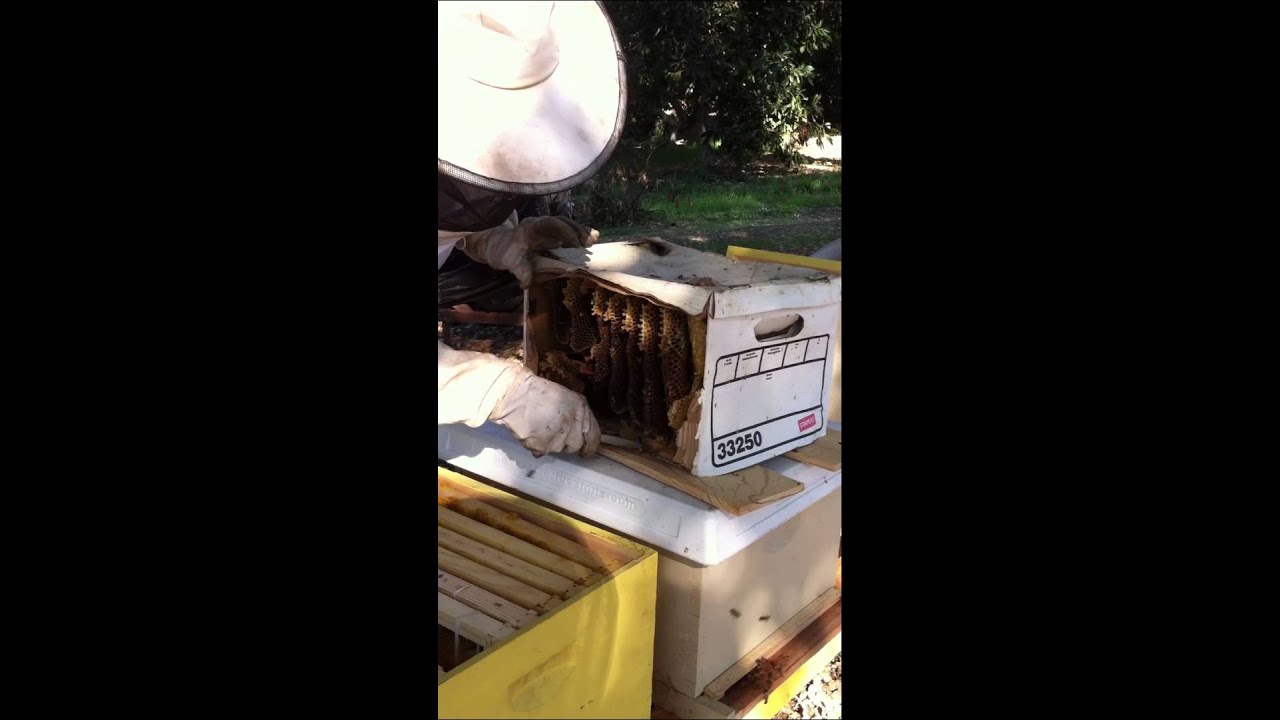 Bee hive transfer from cardboard box - YouTube