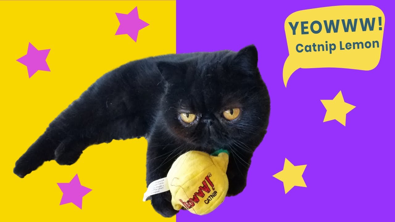 Pocky is High with the Yeowww! Catnip Lemon - YouTube