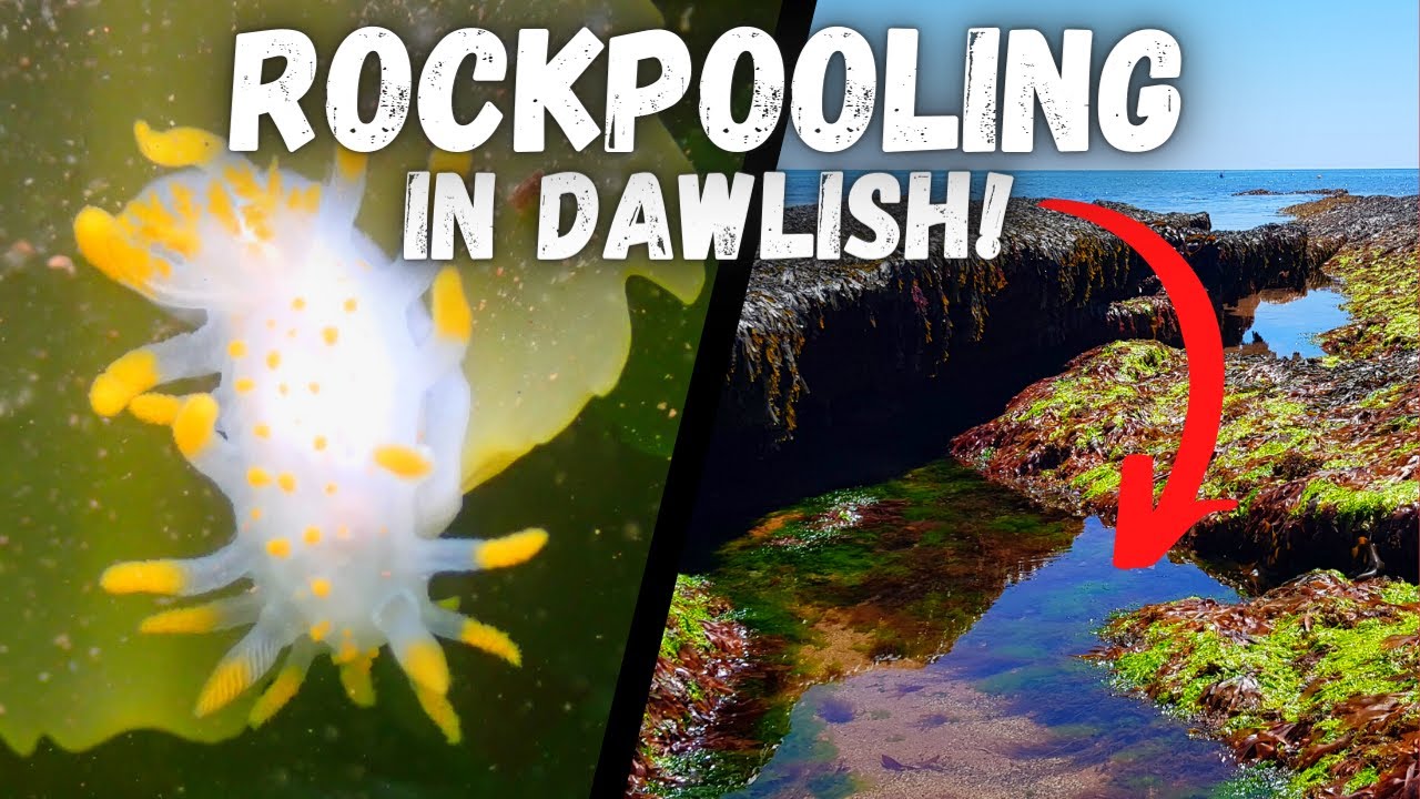 I Found Amazing Alien-Like Sea Creatures While Rockpooling! - YouTube