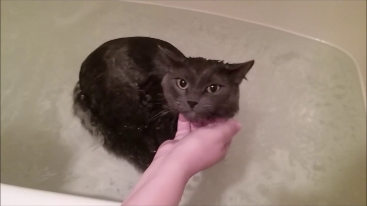 猫 Cat's Bath Time. Cute Kitty. Кошка купается. Жизнь животных в США ...