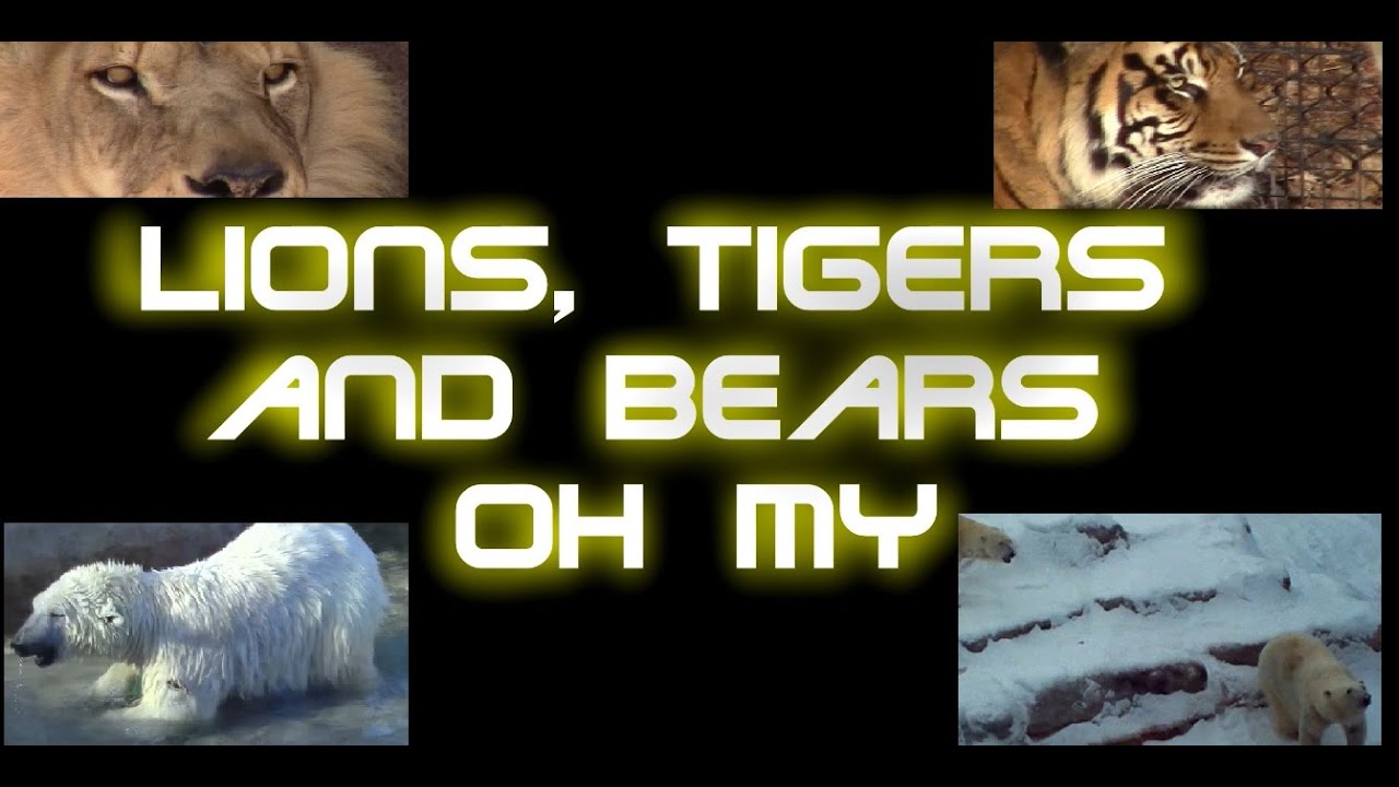 Lions, Tigers and Bears Oh My - YouTube