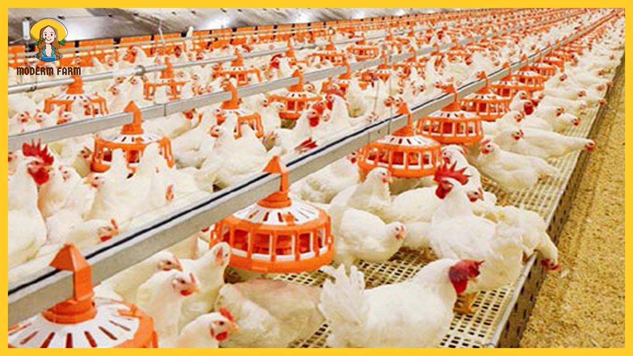 Amazing Building Chicken Farm Technology. Modern Chicken Farming ...