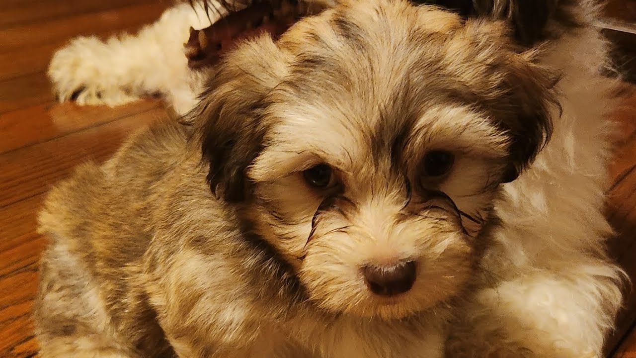 Bella's puppies born June 2023 puppies at 8 weeks old! part 1 - YouTube