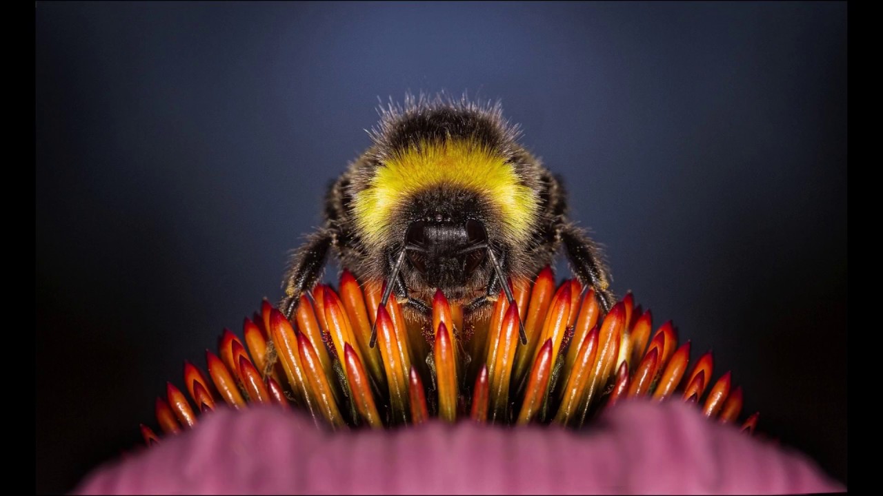 Relaxing sounds of bees and birds, nature sounds - YouTube