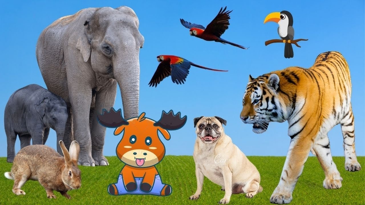 Familiar animal colors. Familiar animal colors: cows, cats, sheep ...