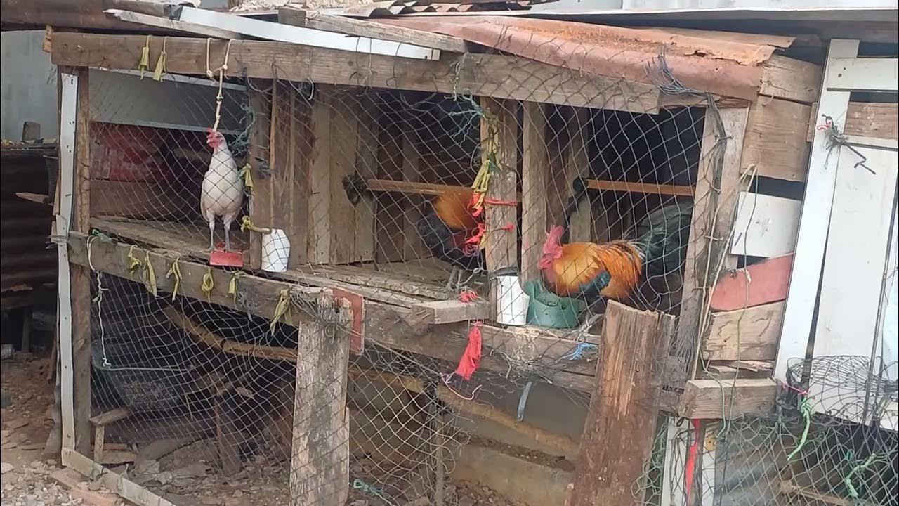 Saib me nyuam qaib dib dawb qua nawb - YouTube