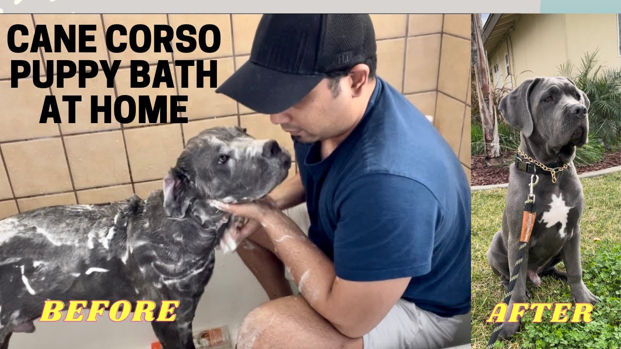 Giving My Cane Corso Puppy A Bath - YouTube