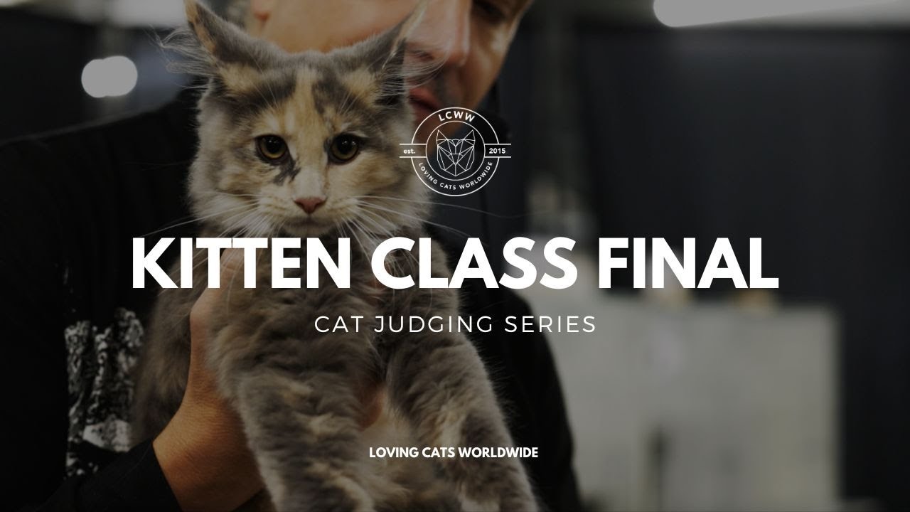 Cat Judging: Kitten Class Final from Stafford Cat Extravaganza 2023 ...