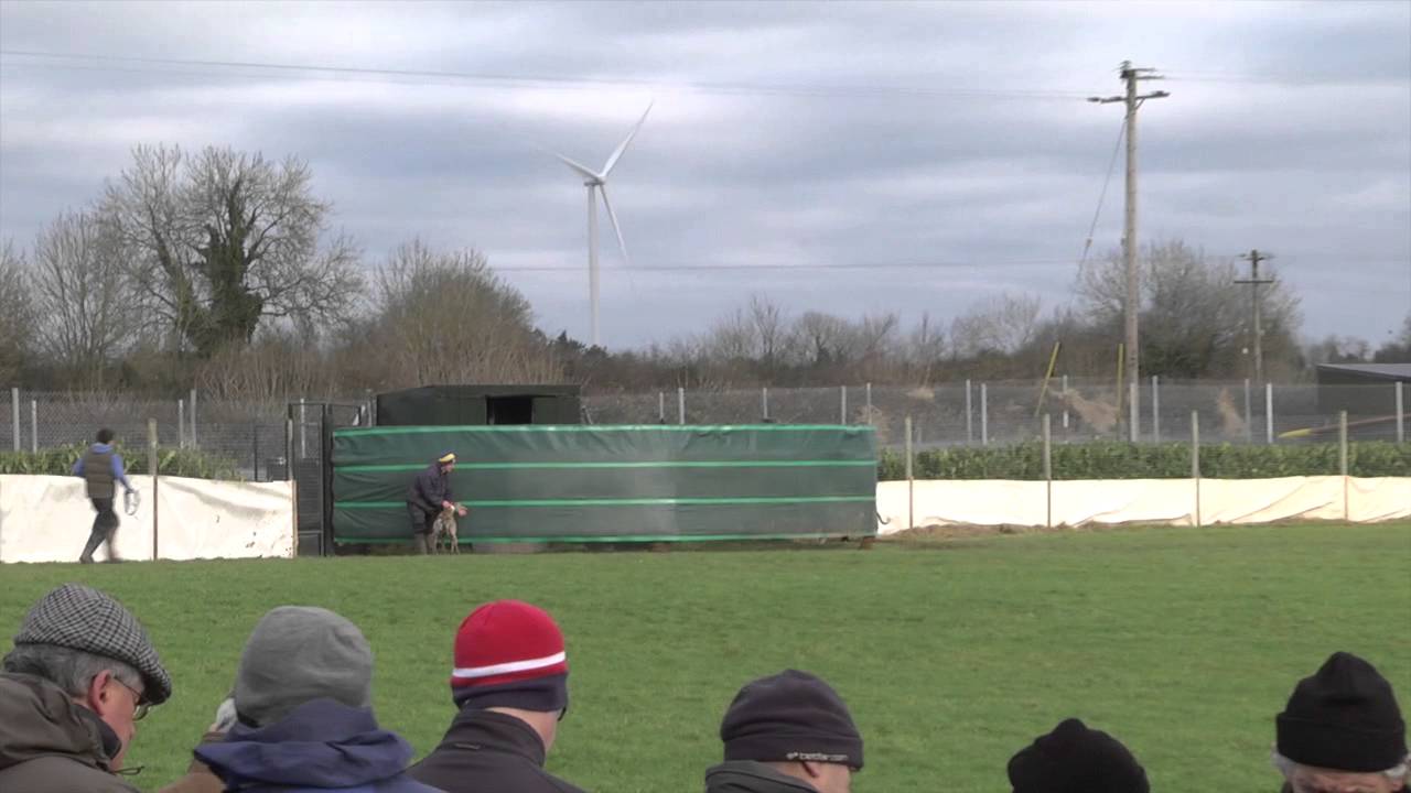Templetouhy coursing 2105 supporting stakes day 2 - YouTube