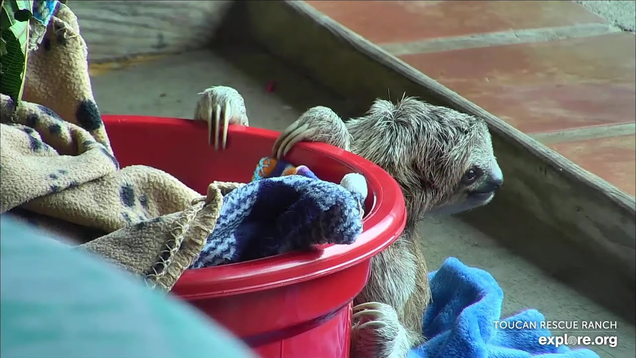 Baby sloth Marina exploring around - 04/09/24 - SlothTV via explore.org ...