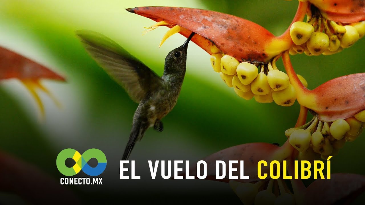 El vuelo del colibrí - YouTube