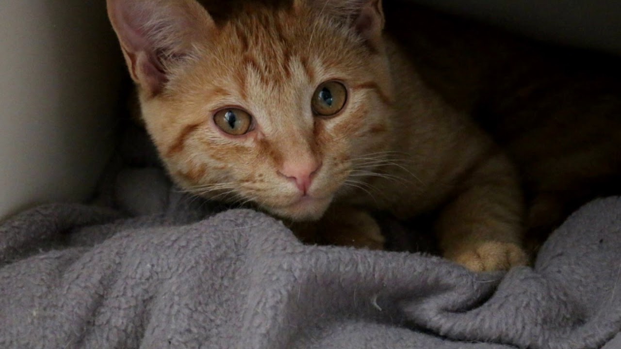 Cats, cats & more cats slideshow - YouTube