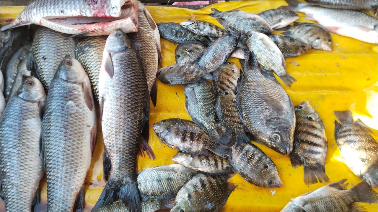 chilapi fish cutting in majalgaon fish famous market - YouTube
