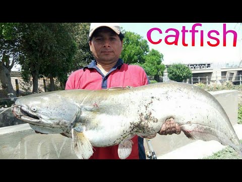 Cat fish in Pakistan 26 kg | Big fish in Pakistan | 🐟🐠 - YouTube