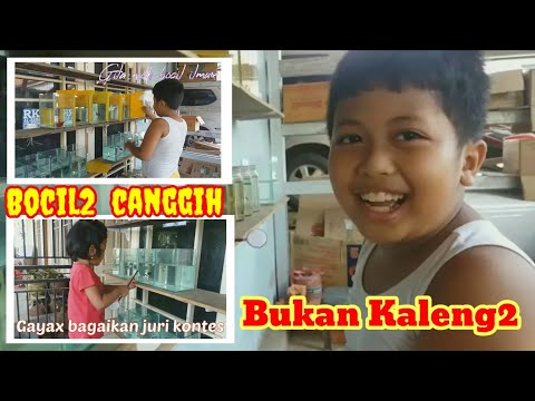 BOCIL SAMARINDA PECINTA CUPANG