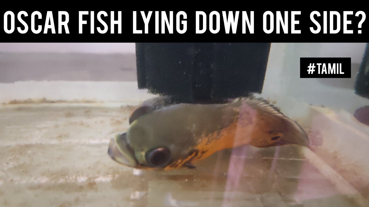 oscar fish lying down one side problem tamil || why do oscar fish lie ...