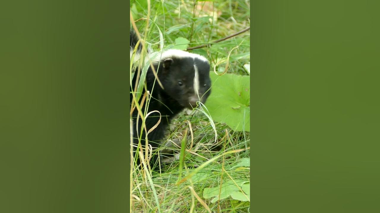Skunks Unveiled: Secrets in 4K Revealed - YouTube