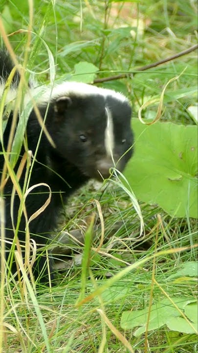 Skunks Unveiled: Secrets in 4K Revealed - YouTube