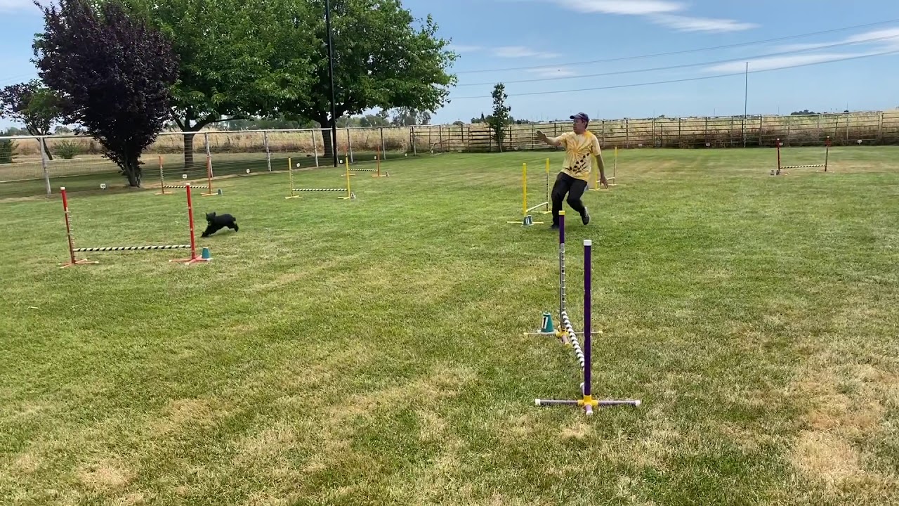 NADAC - Elite Jumpers - "Pine" Course (Round 1) - YouTube