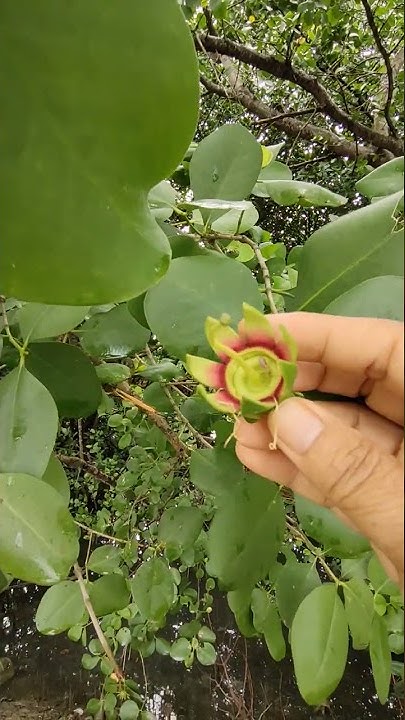 INDAHNYA BUAH POHON API API II Kondisi pohon api api di hutan mangrove ...