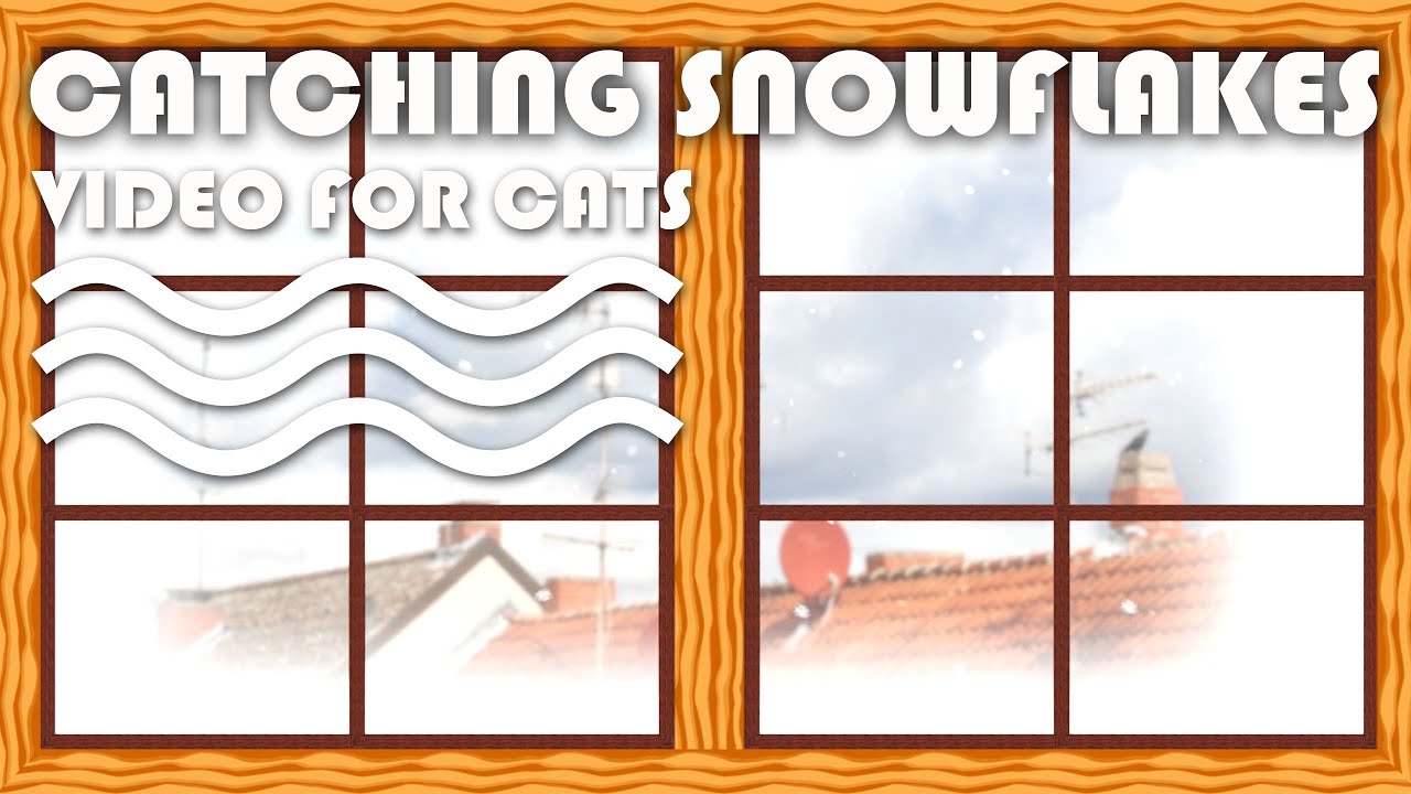 CAMES FOR CATS: Catching Snowflakes - Falling Snow Viewed Through ...