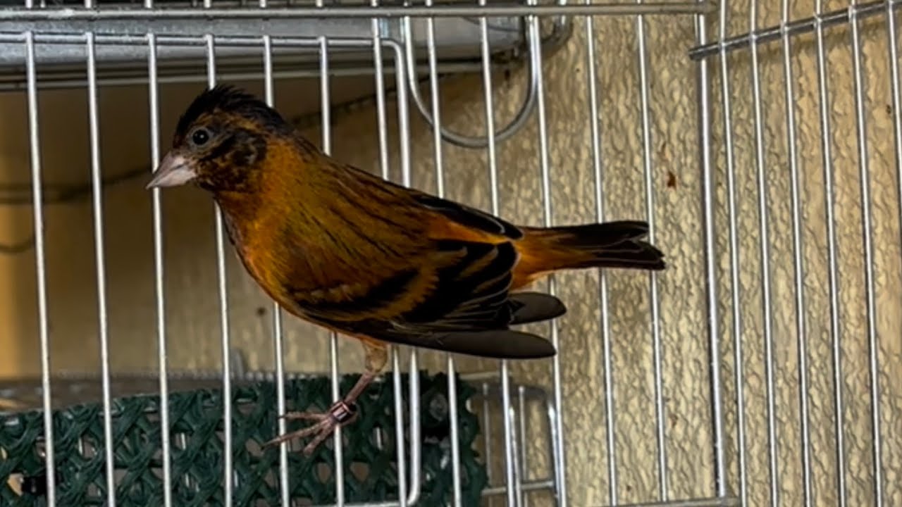 Tarin du Venezuela x Canari Raza Espagnol F1 - YouTube