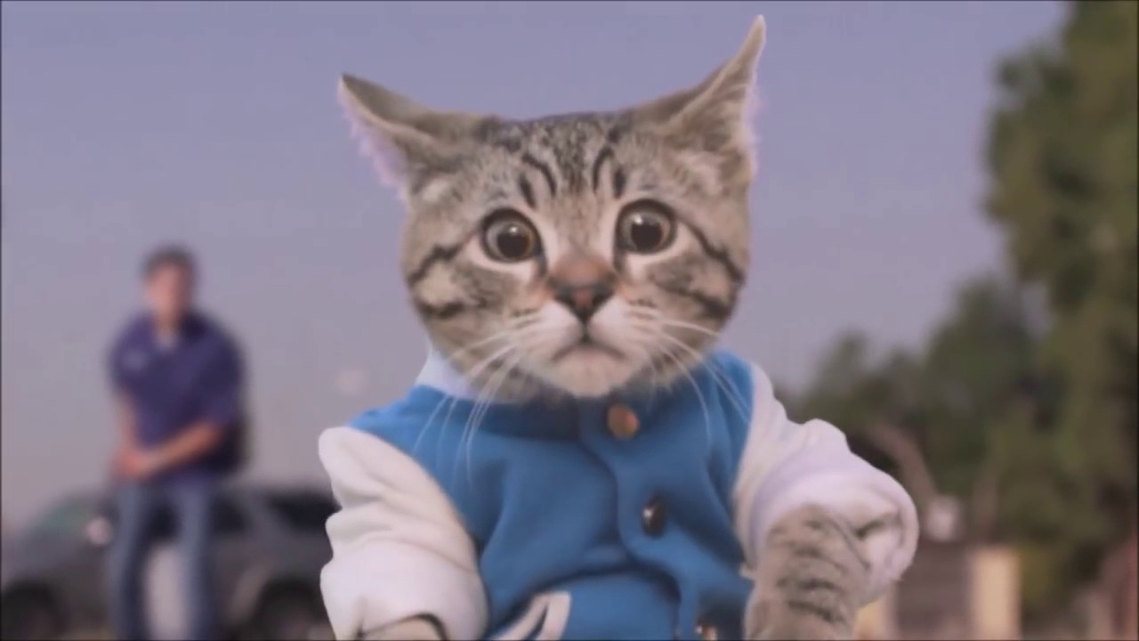 Aaron's Animals NEW VIDEO COMPILATION 2017 - YouTube