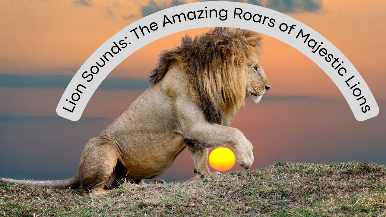 Lion Sounds: The Amazing Roars of Majestic Lions #LionSounds #LionRoar ...