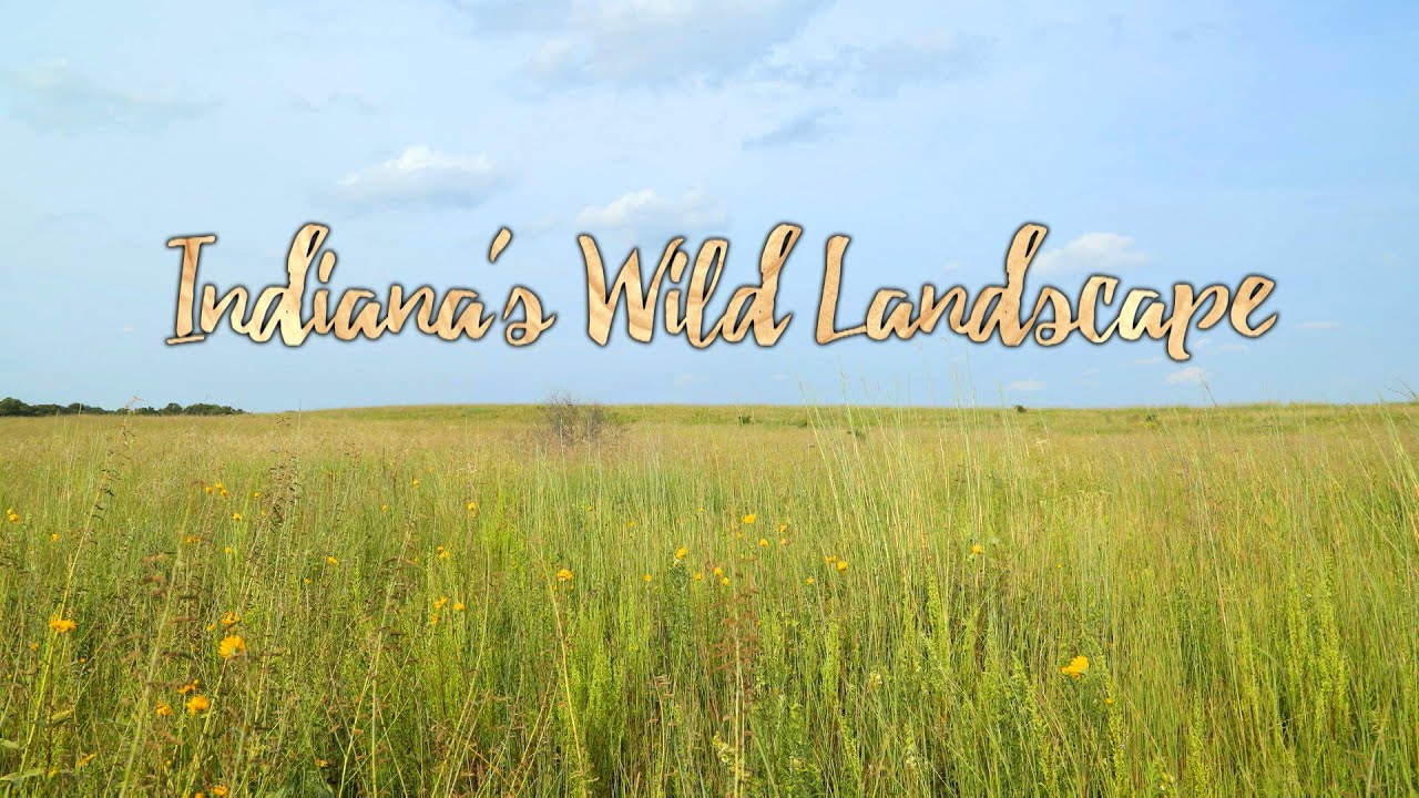One hour of uninterrupted Indiana wildlife photography | WTIU Original ...